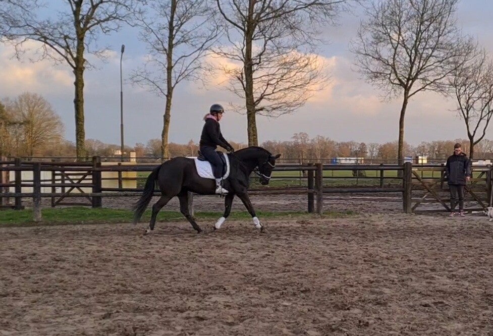Gracia L / Verkocht | www.onzedroompaarden.nl