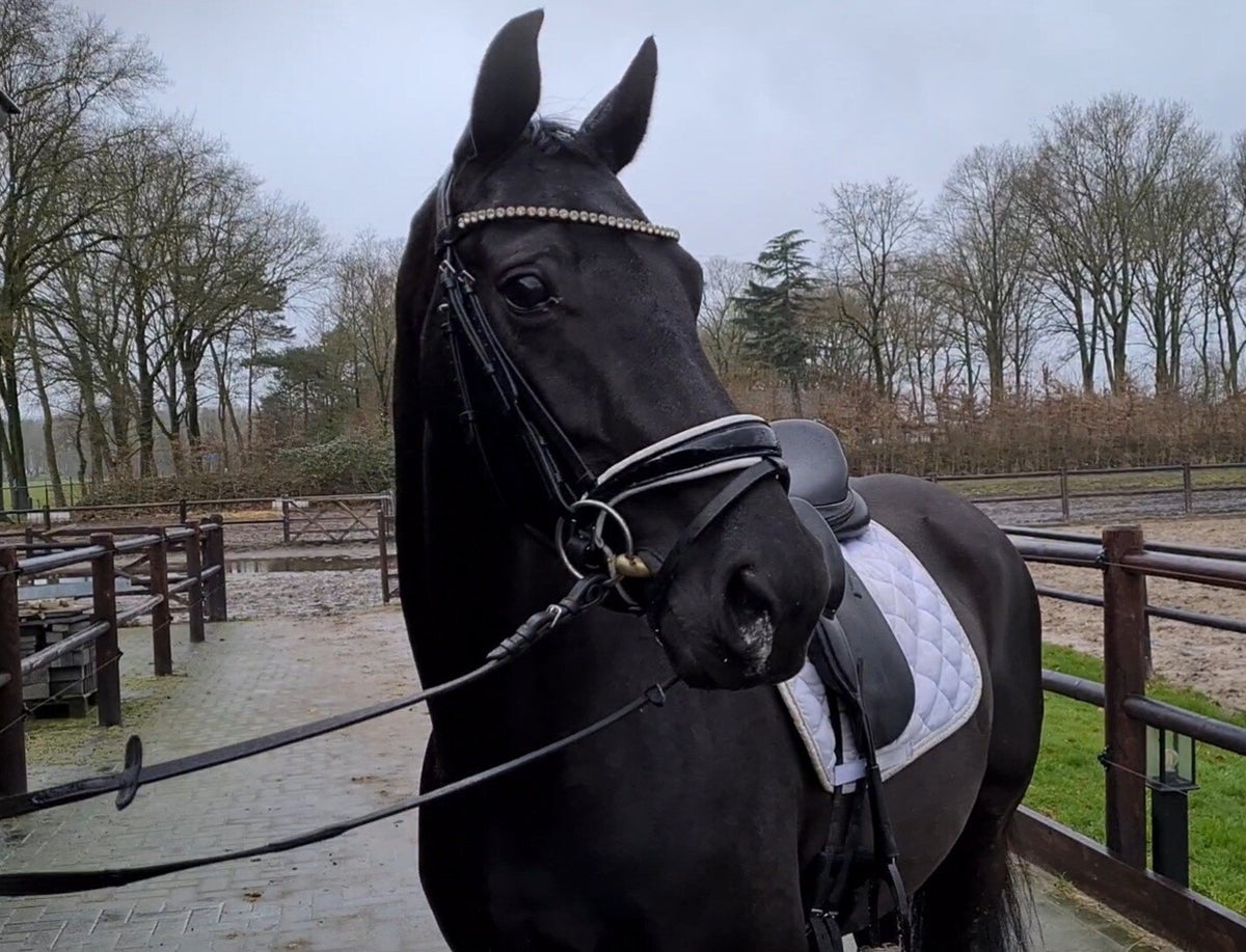 Gracia L / Verkocht | www.onzedroompaarden.nl