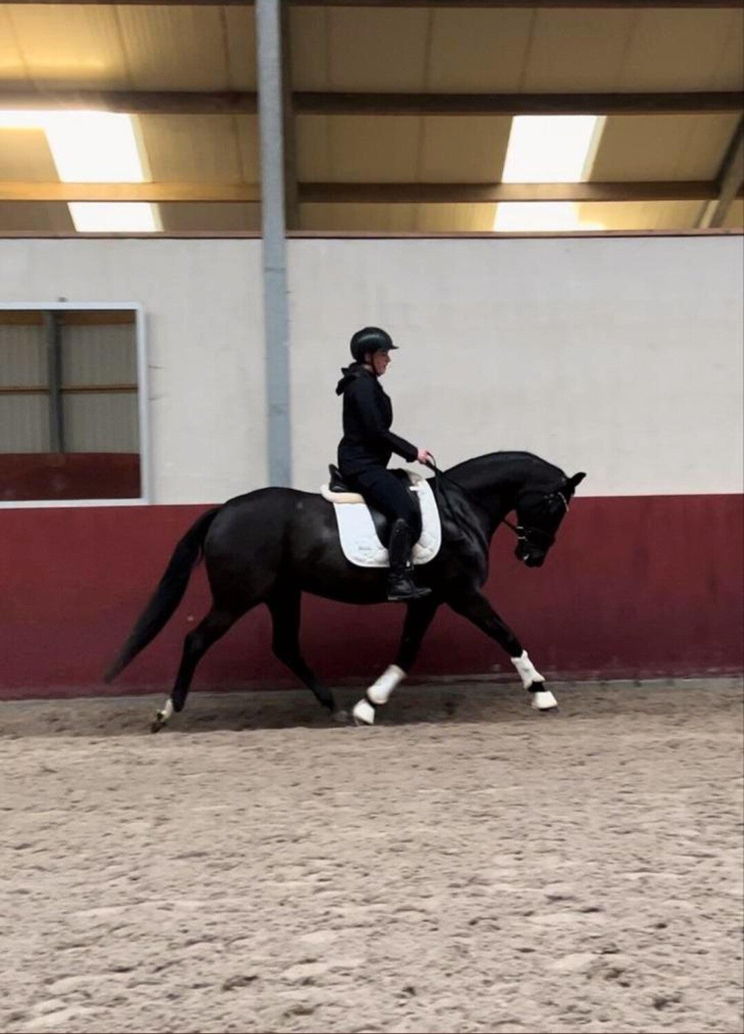 Gracia L / Verkocht | www.onzedroompaarden.nl