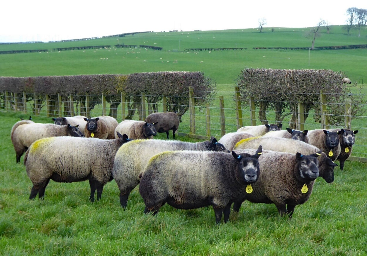Sheep For Sale | Millside Farm