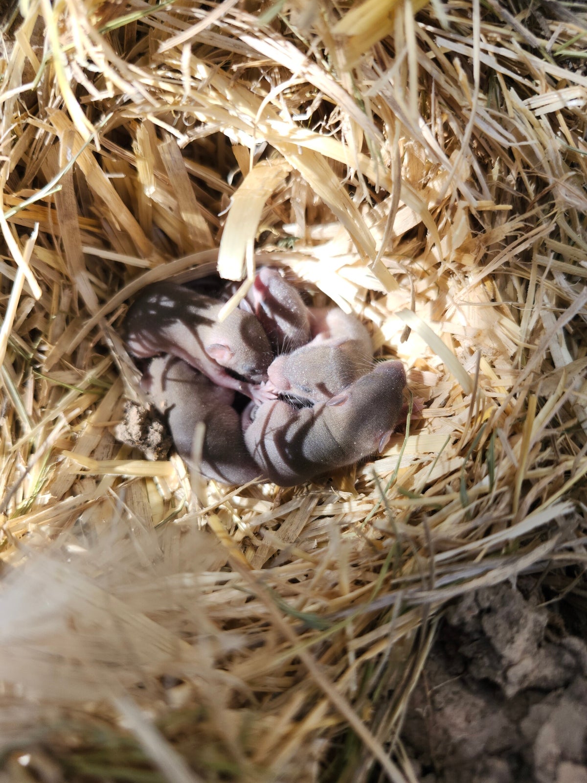 SSR Seth's Snake Removal