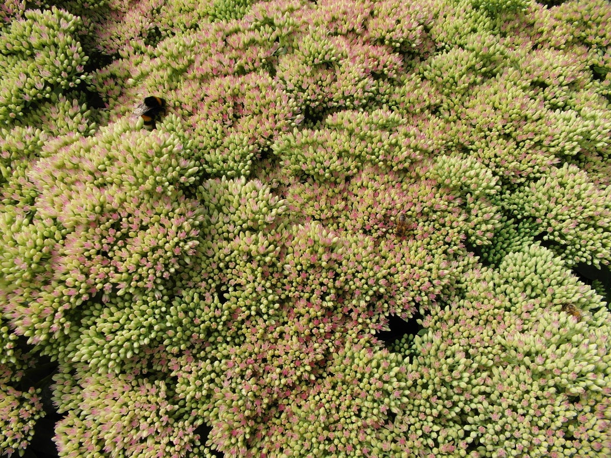 Visie & Werkwijze | De Groene Roos Online