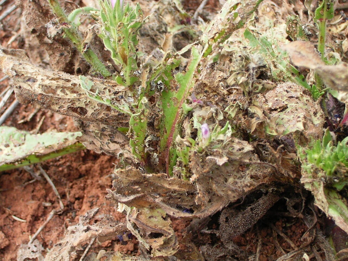 Paterson,s Curse | Weedbiocontrol