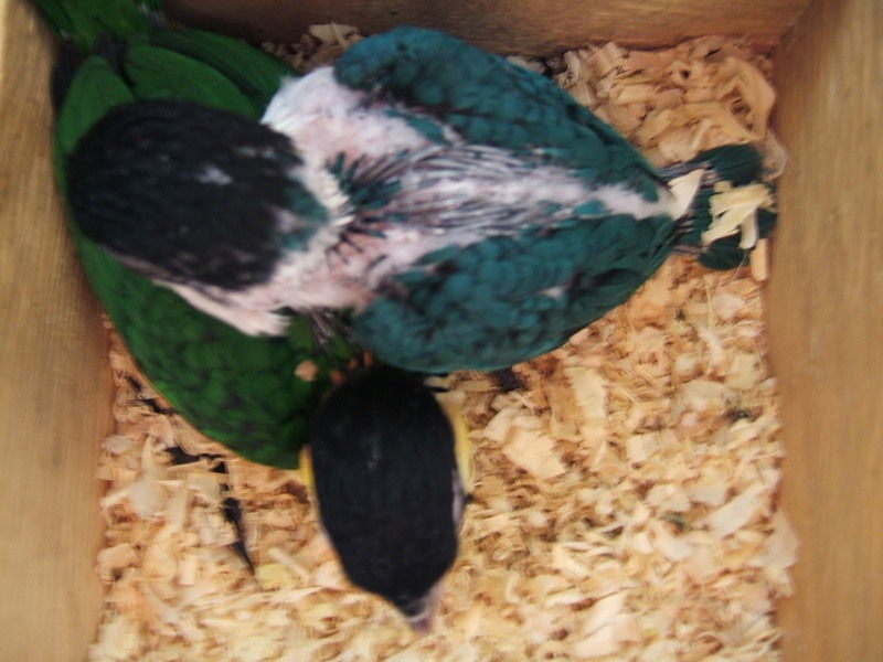 Mutaties / Caiques: | Caiques