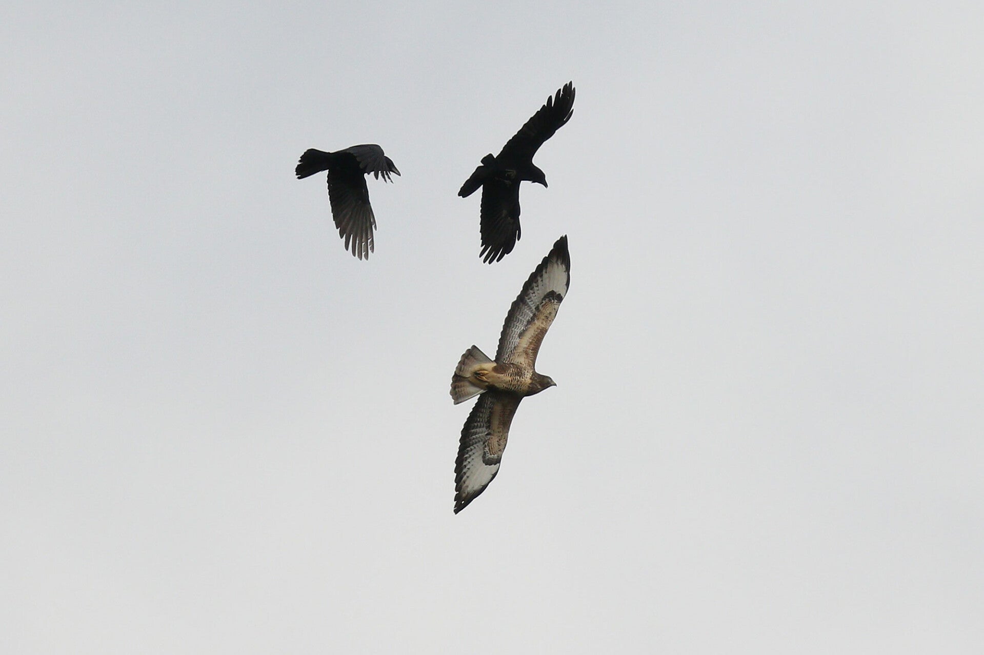 Red Kites and Buzzards / Nature pages | Blackwater Valley Nature Walks