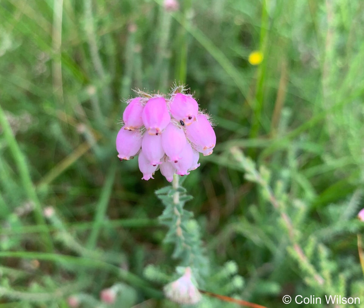 Ash and Normandy / Long Walks - 5 or more miles / The Nature Walks ...