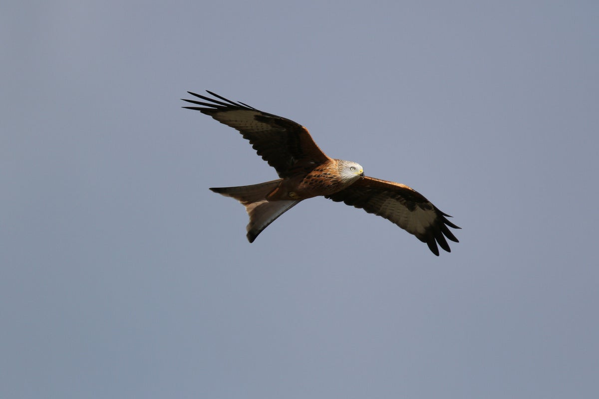 Red Kites and Buzzards / Nature pages | Blackwater Valley Nature Walks