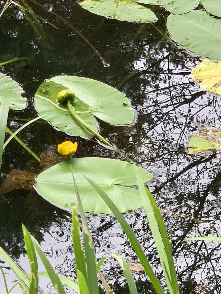 Around Ash Ranges / Long Walks - 5 or more miles / The Nature Walks ...