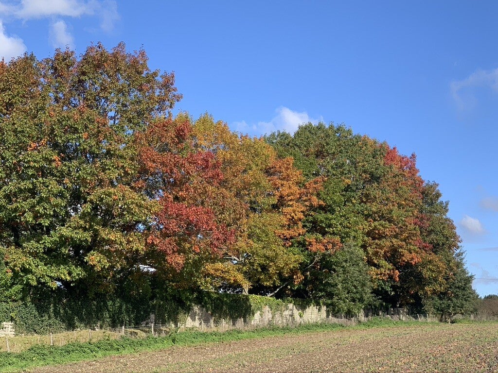 Farnham Park and Countryside / Long Walks - 5 or more miles / The ...