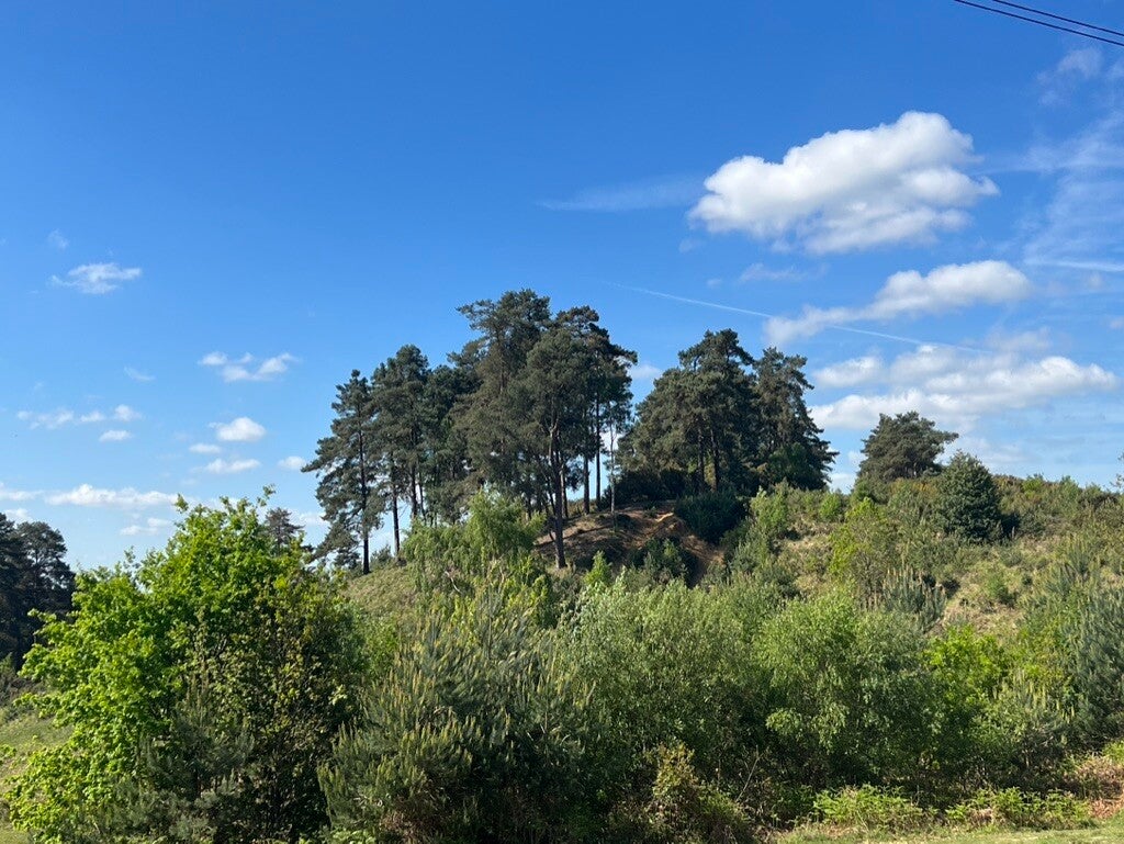 Old Dean Common / Medium Walks - 2-5 miles / The Nature Walks ...