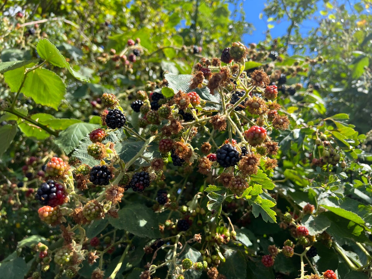 Rail to Trail - Aldershot to Farnham / Rail to Trail walks / The Nature ...