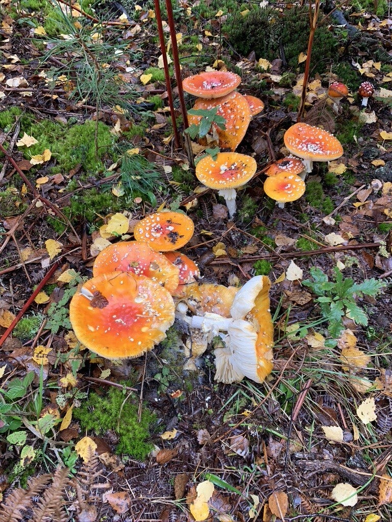 Minley / Medium Walks - 2-5 miles / The Nature Walks | Blackwater ...