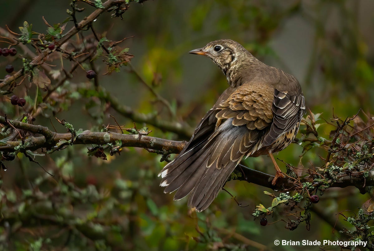 Savernake and Swinley Parks / Medium Walks - 2-5 miles / The Nature ...