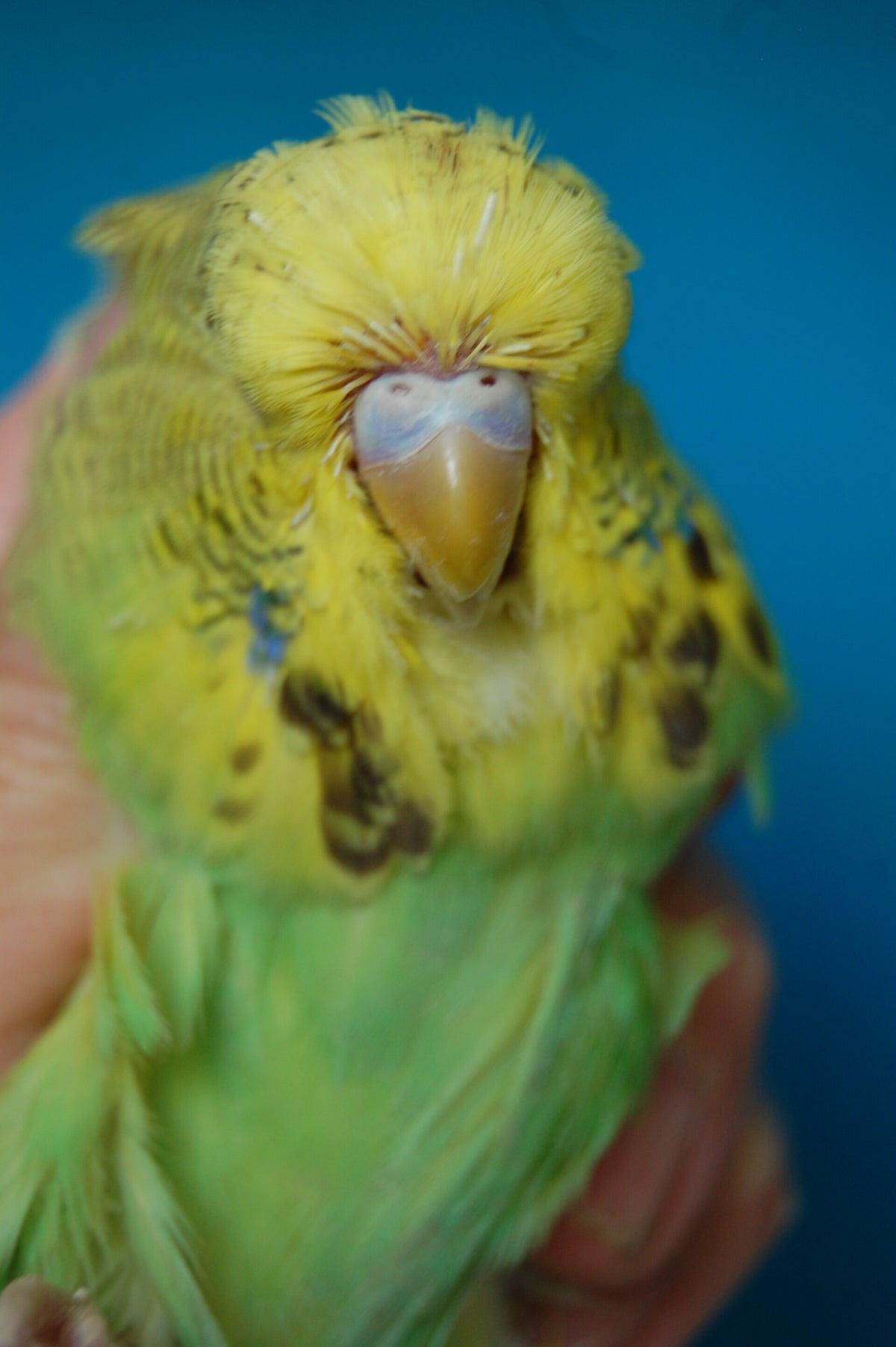 Vogels 2021 | engelse grasparkieten
