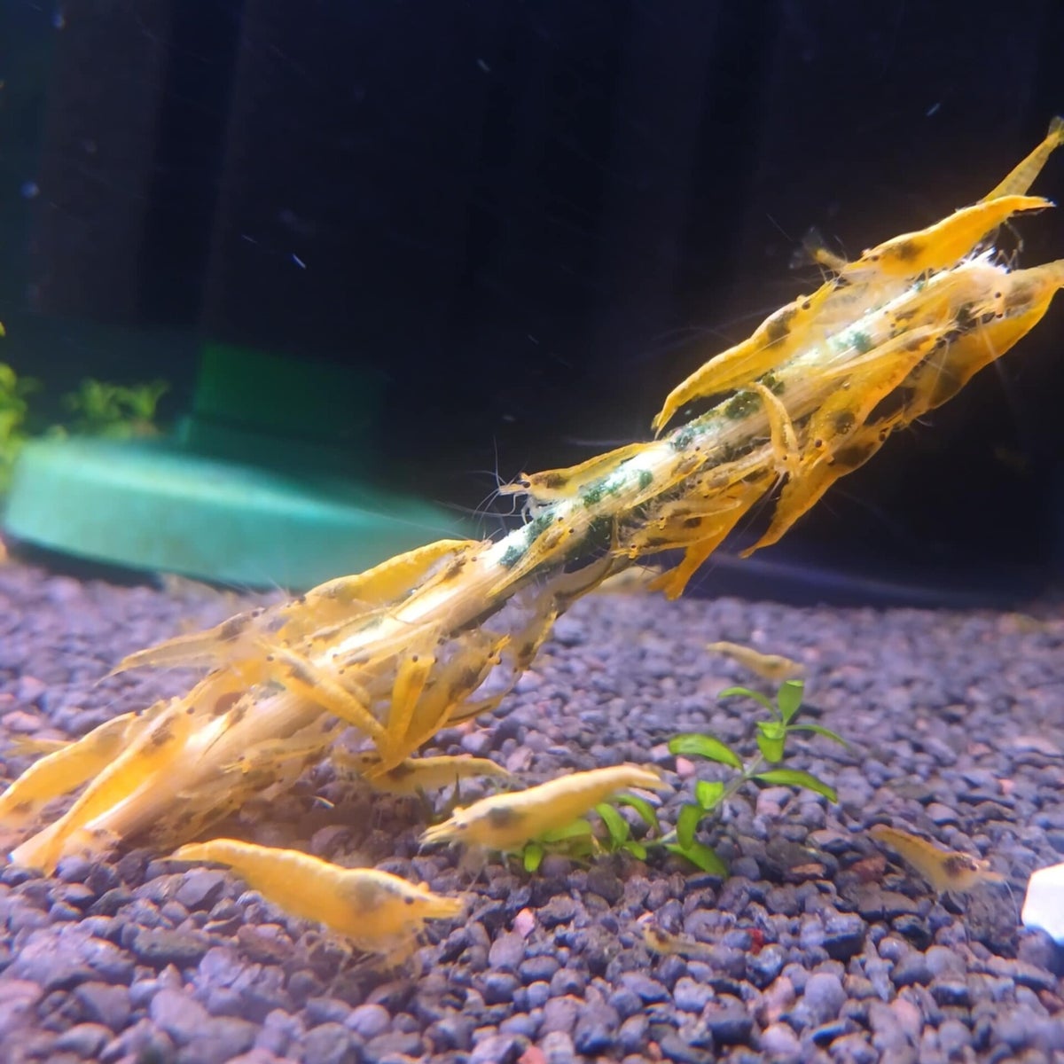 Home | Shrimp Paradise