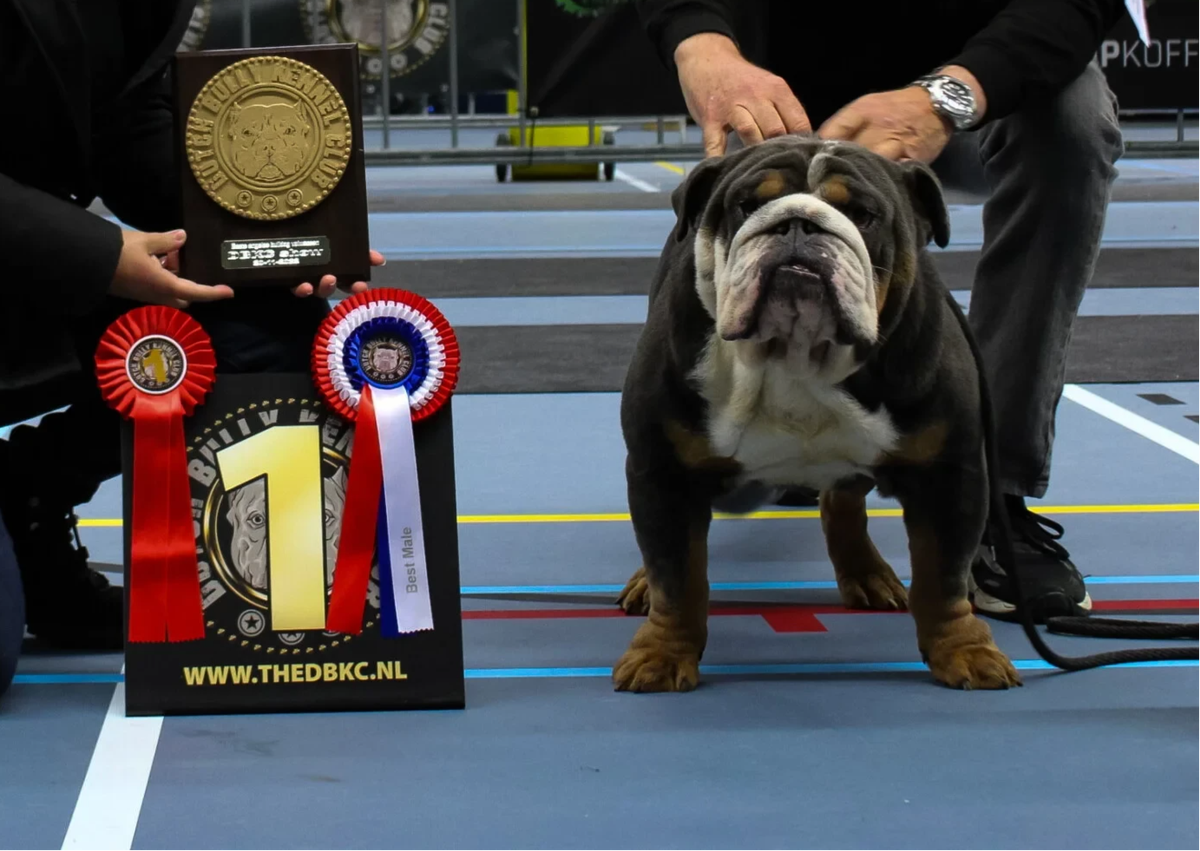 Hall Of Fame | DBKC - Dutch Bully Kennel Club