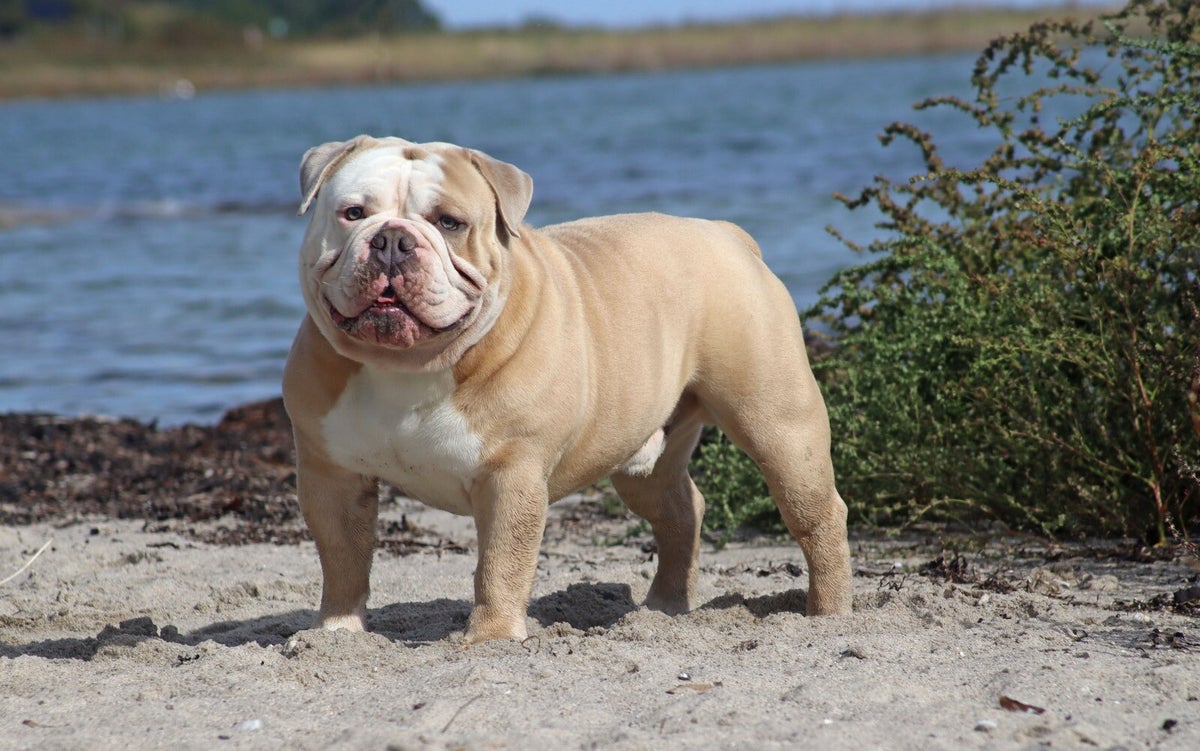 Dekreu | DBKC - Dutch Bully Kennel Club