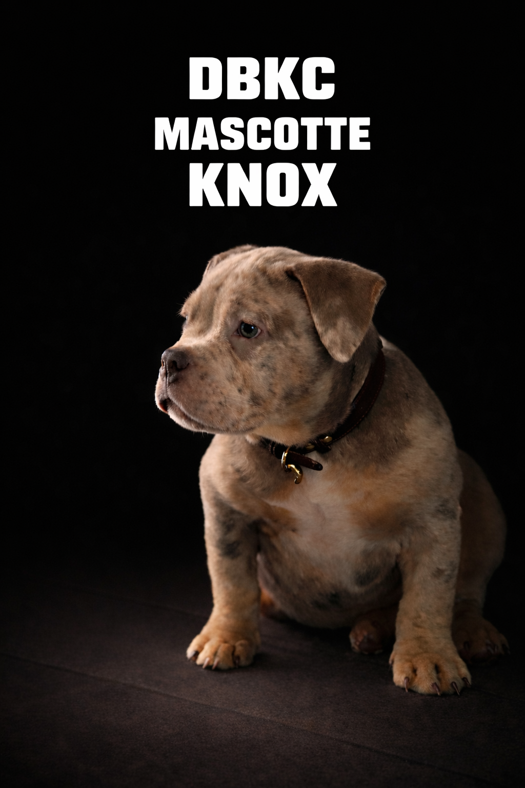 AMERICAN BULLY / Rassen | DBKC - Dutch Bully Kennel Club