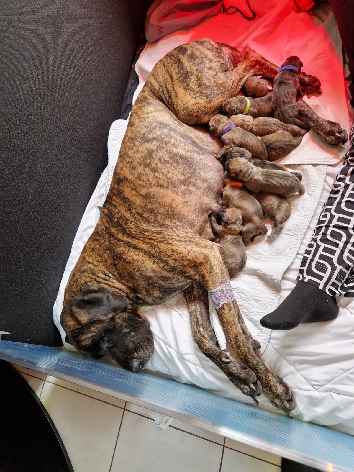 Duitse Doggen Vom Koch