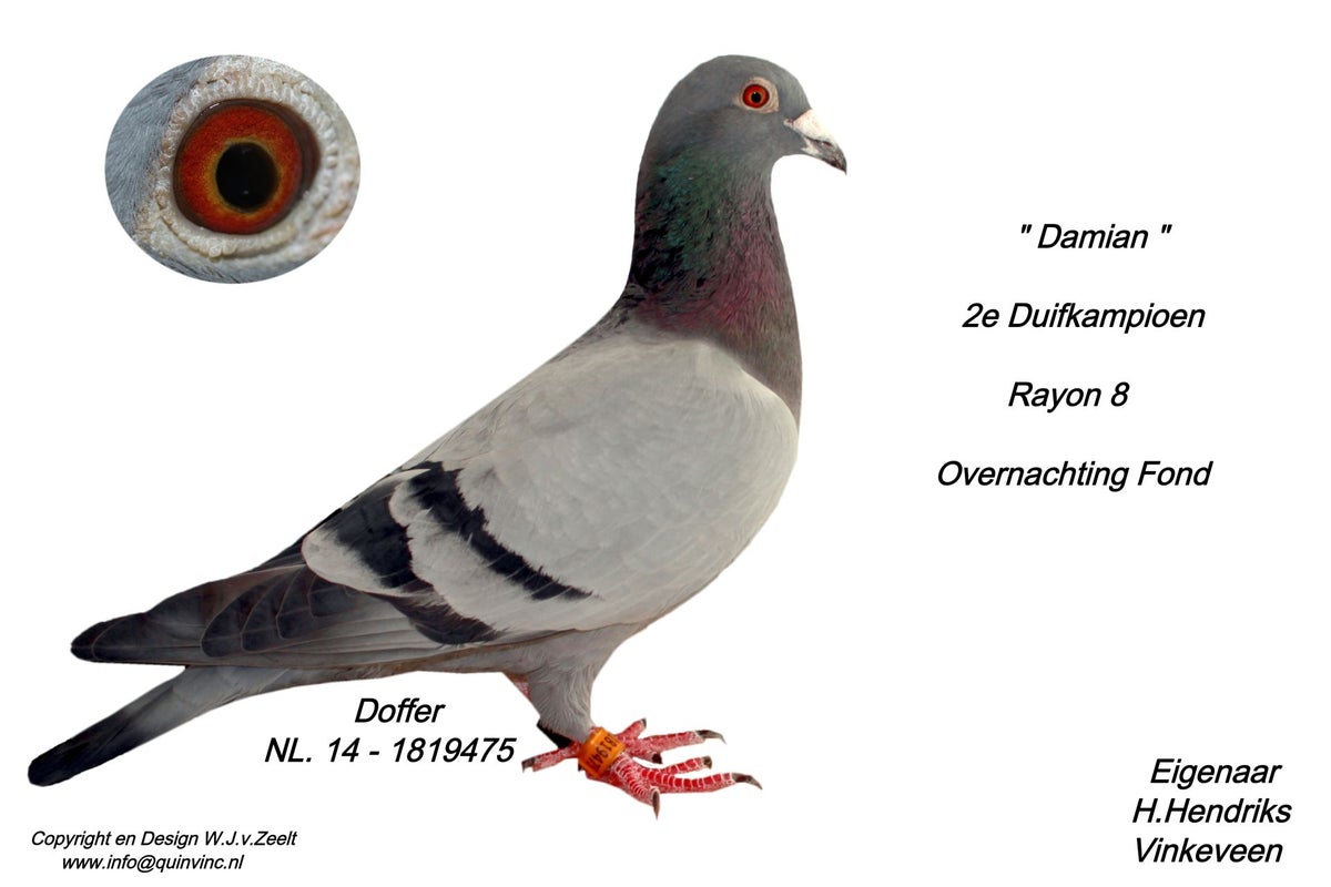Duiven | Harry Hendriks