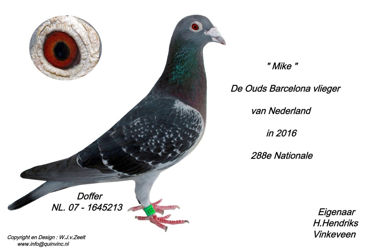 Duiven | Harry Hendriks