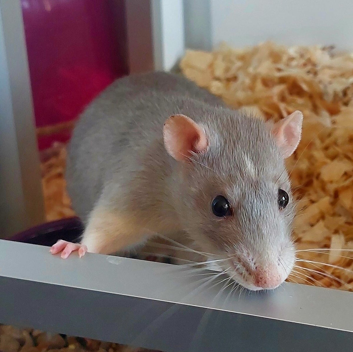Rattery Double Trouble | Onze Ratten