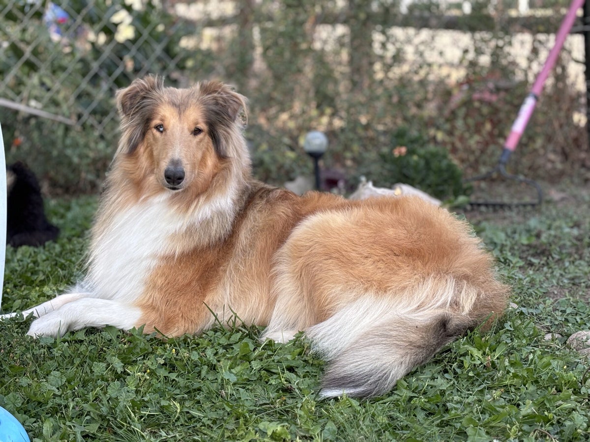 Photo Gallery | Mountain River Collies
