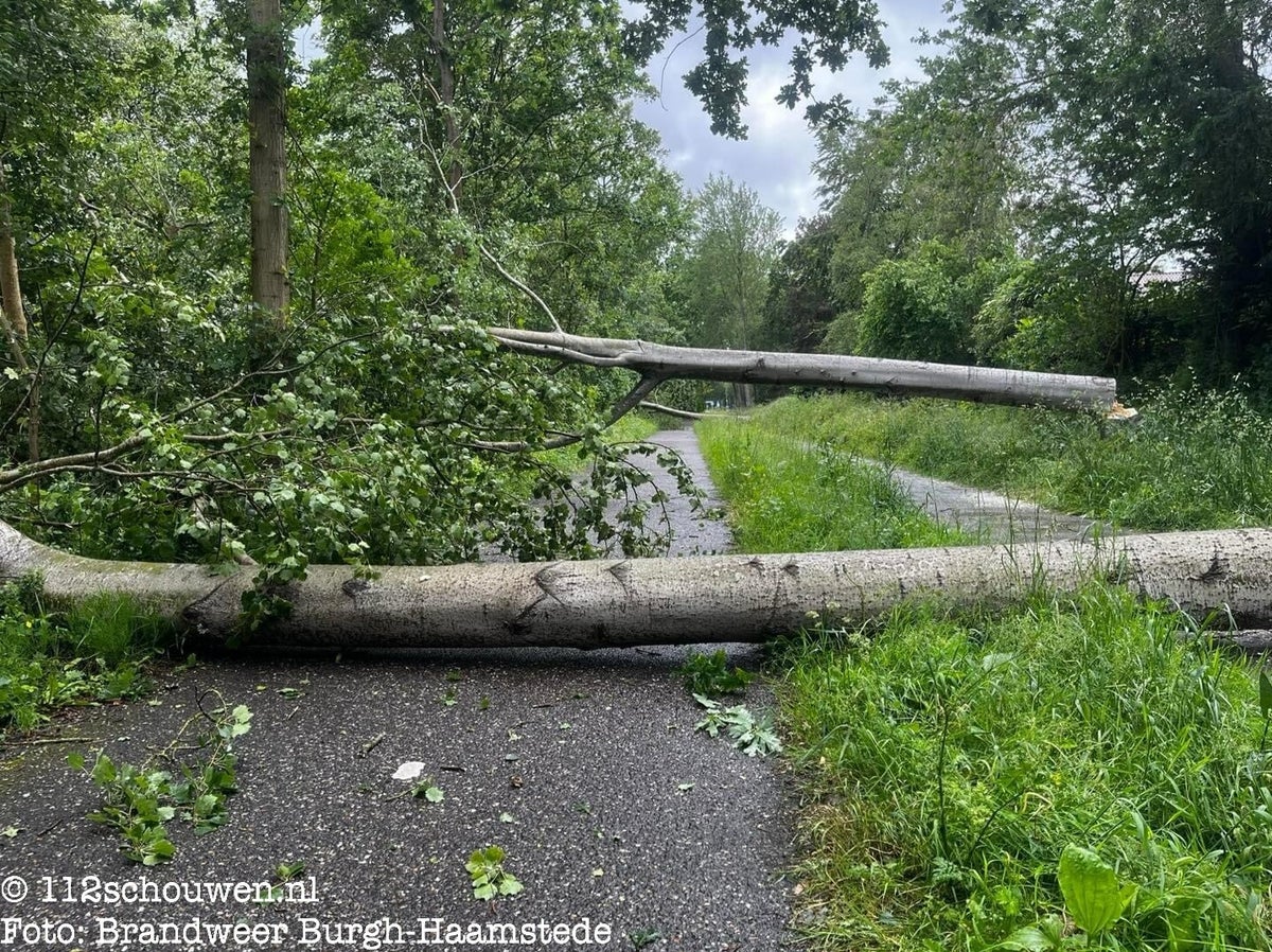 Drie bomen sneuvelen door harde wind in Burgh-Haamstede | 112schouwen.nl