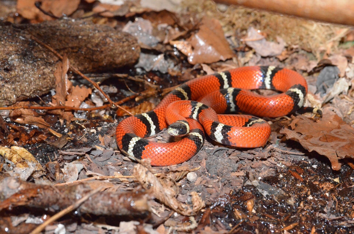 Lampropeltis polyzona / Königsnattern / Tierbestand | TS-SNAKES