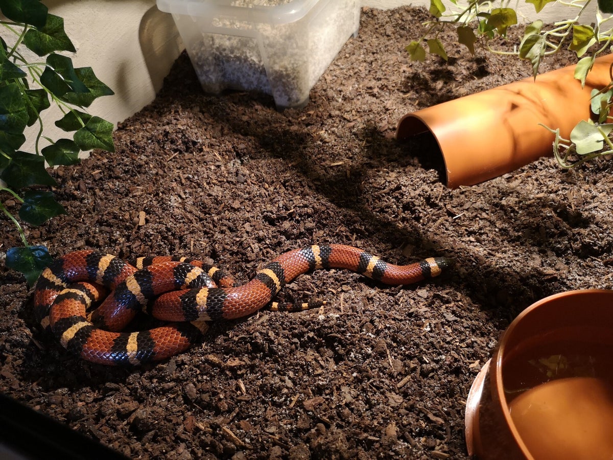 Neuzugänge Lampropeltis annulata / New animals / Tierbestand | TS-SNAKES