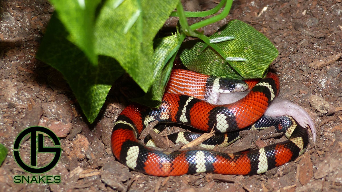 Lampropeltis polyzona / Königsnattern / Tierbestand | TS-SNAKES