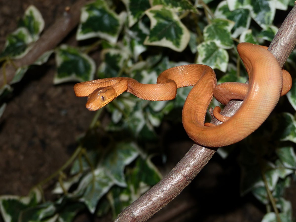 Corallus hortulanus / Riesenschlangen / Tierbestand | TS-SNAKES