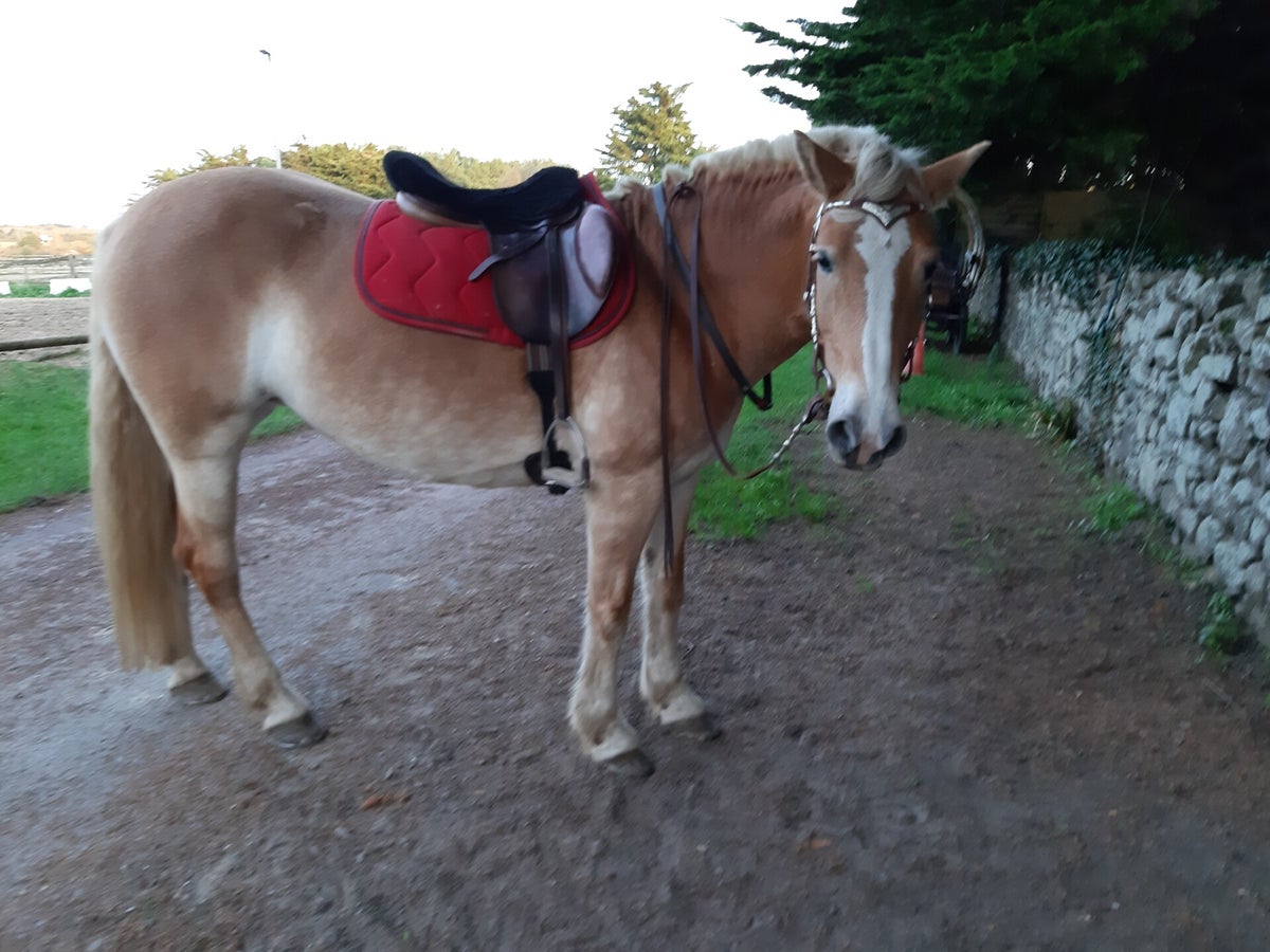 Qui sommes-nous ? | les chevaux de congor