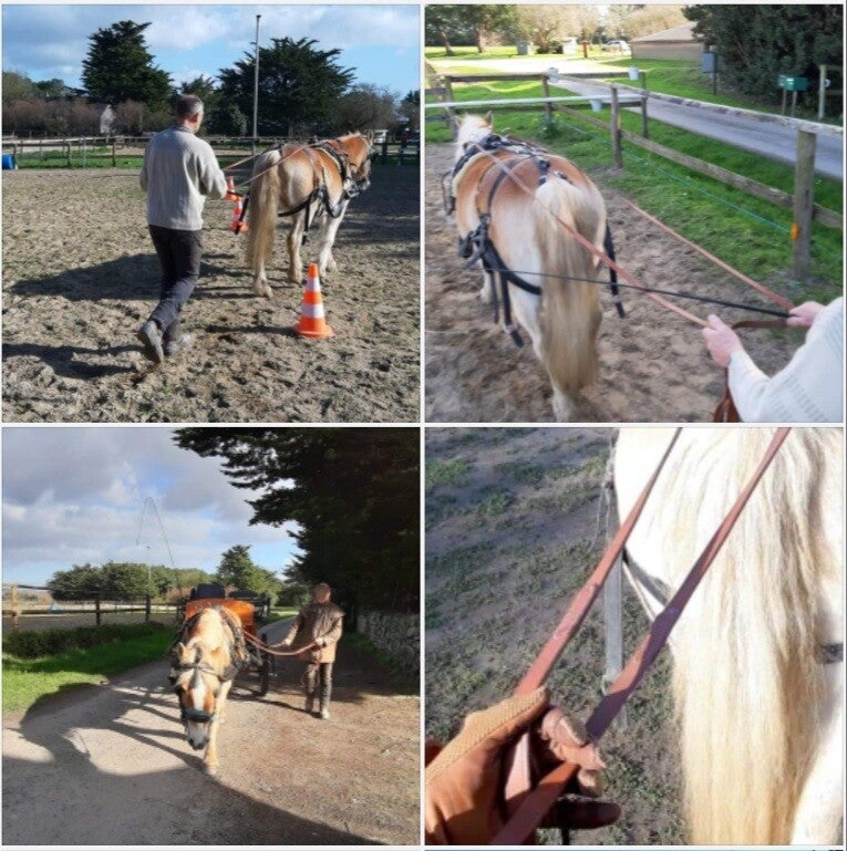 Nos Stages | les chevaux de congor