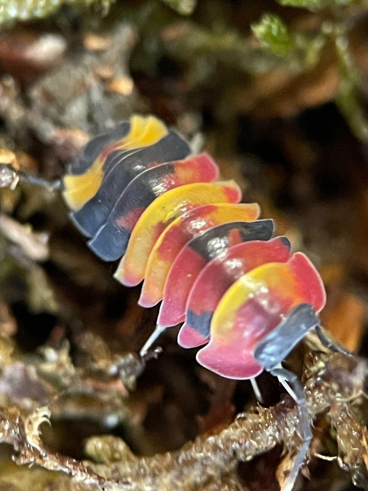 MERULANELLA TRICOLOR | Bisopodes