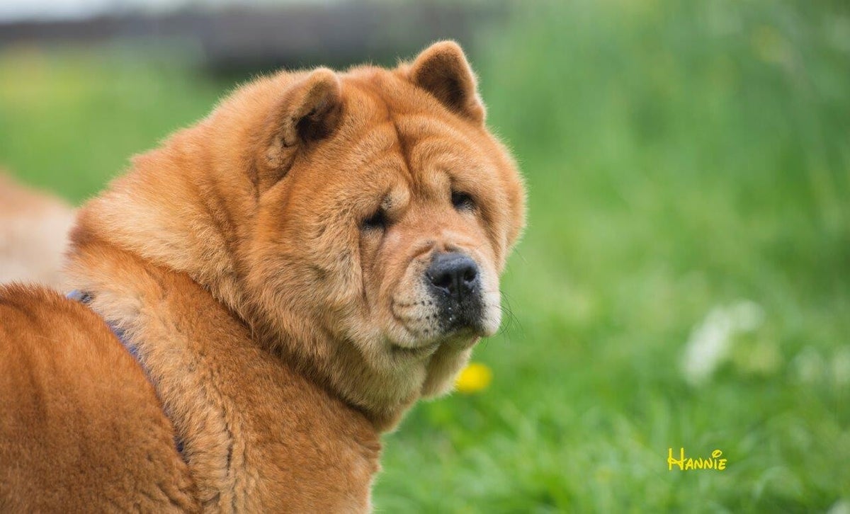 Ploon van het Bossche Front / Rainbowbridge | KynoSpirit