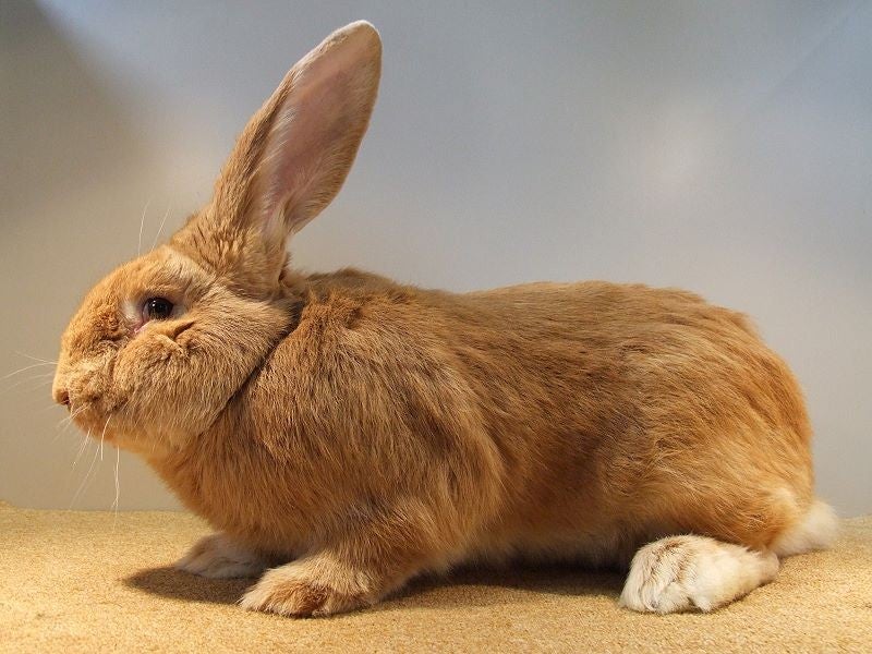 De Vlaamse reus | Konijnenplaatjes