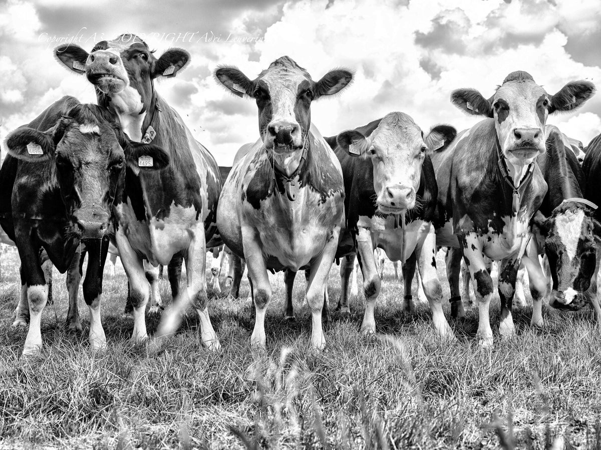 Dutch Cows Z/W / TROTS op HOLLAND 2 / AMAZING ART- A3-WEBSHOP ...