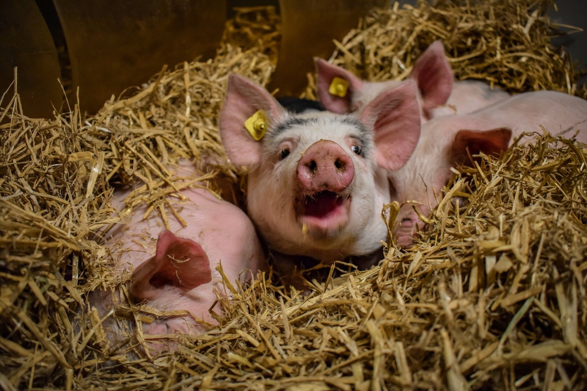 Leren tussen de varkens / Varkenshouders | biologischevarkens