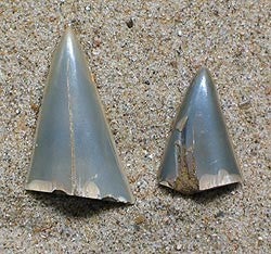 Haaien | Reddedierzosnelmogelijk