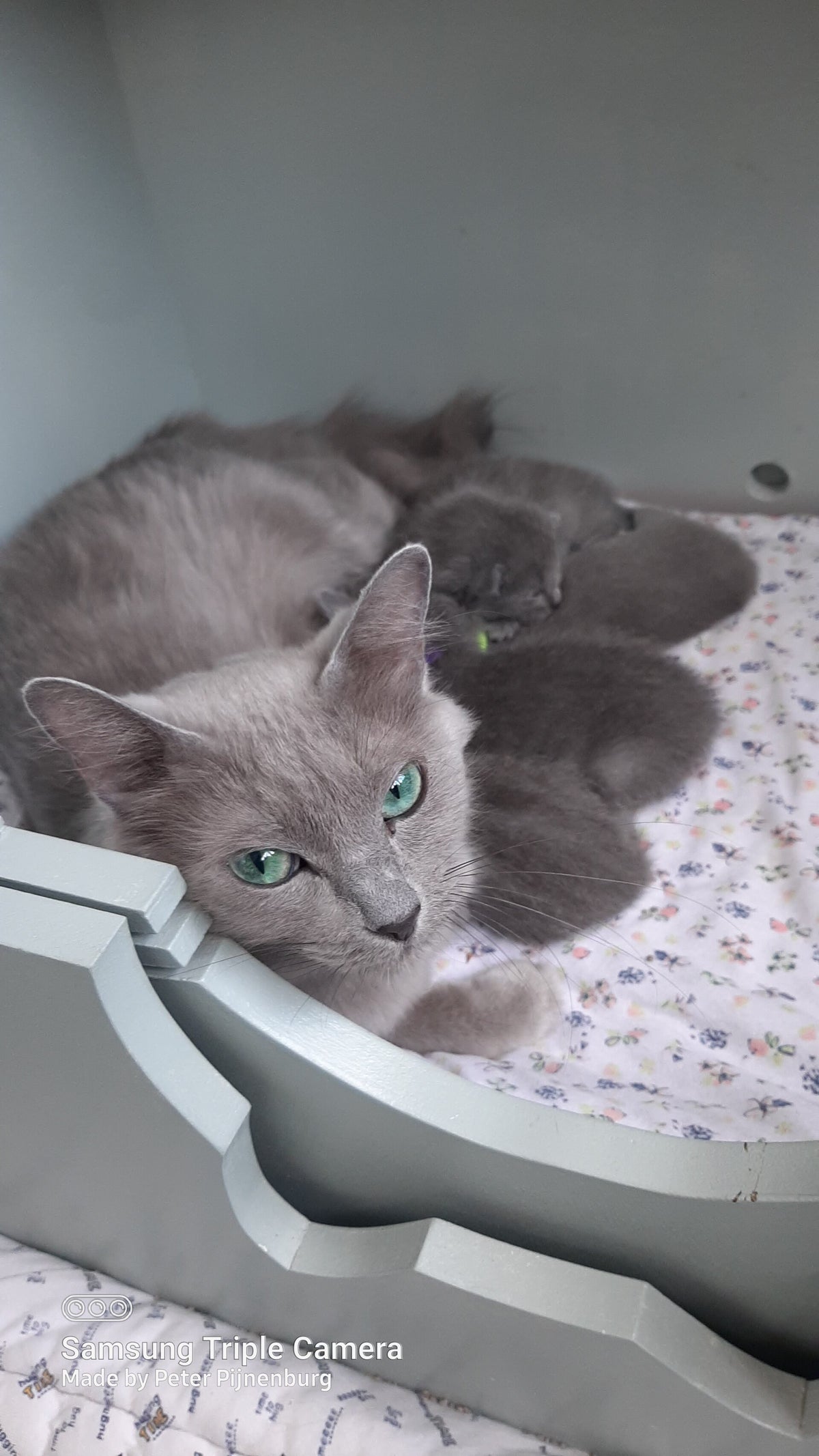 Kittens | Cattery Criddle