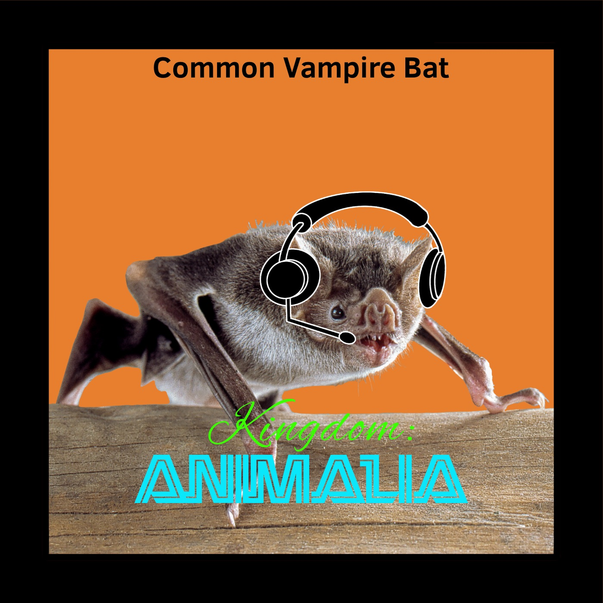 Common Vampire Bat (Halloween 2023) — Kingdom: Animalia - A Zoology ...