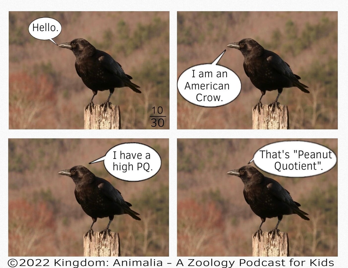 American Crow Comic: “‘PQ’” | Kingdom: Animalia - A Zoology Podcast for ...