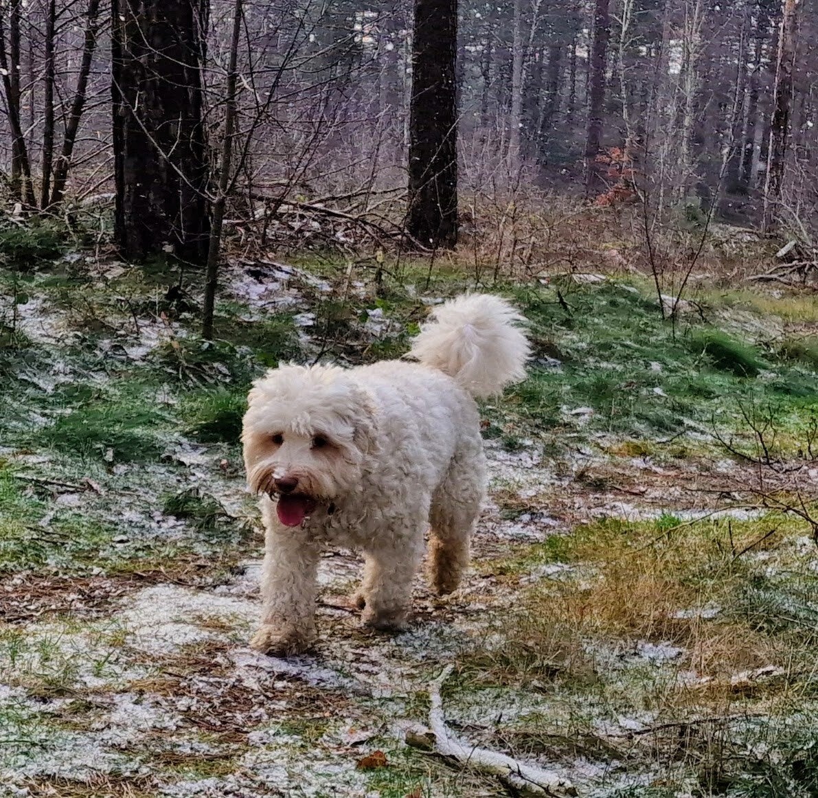 Rufus | Dogs en Doodles