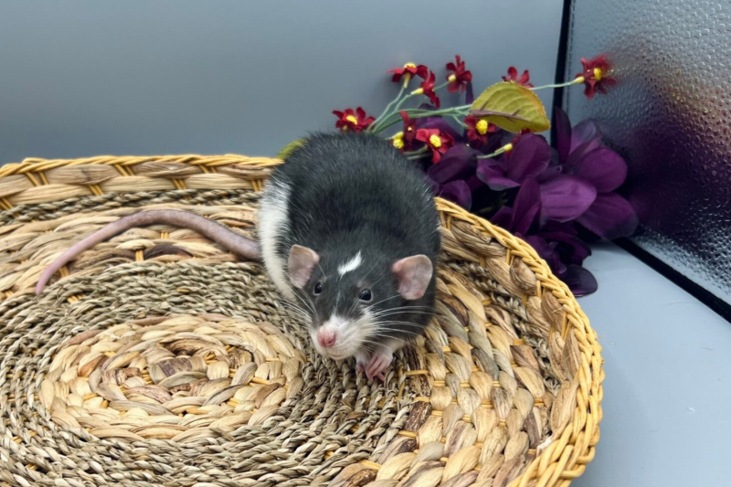 Our Lines | Little Whiskers Rattery and Co.