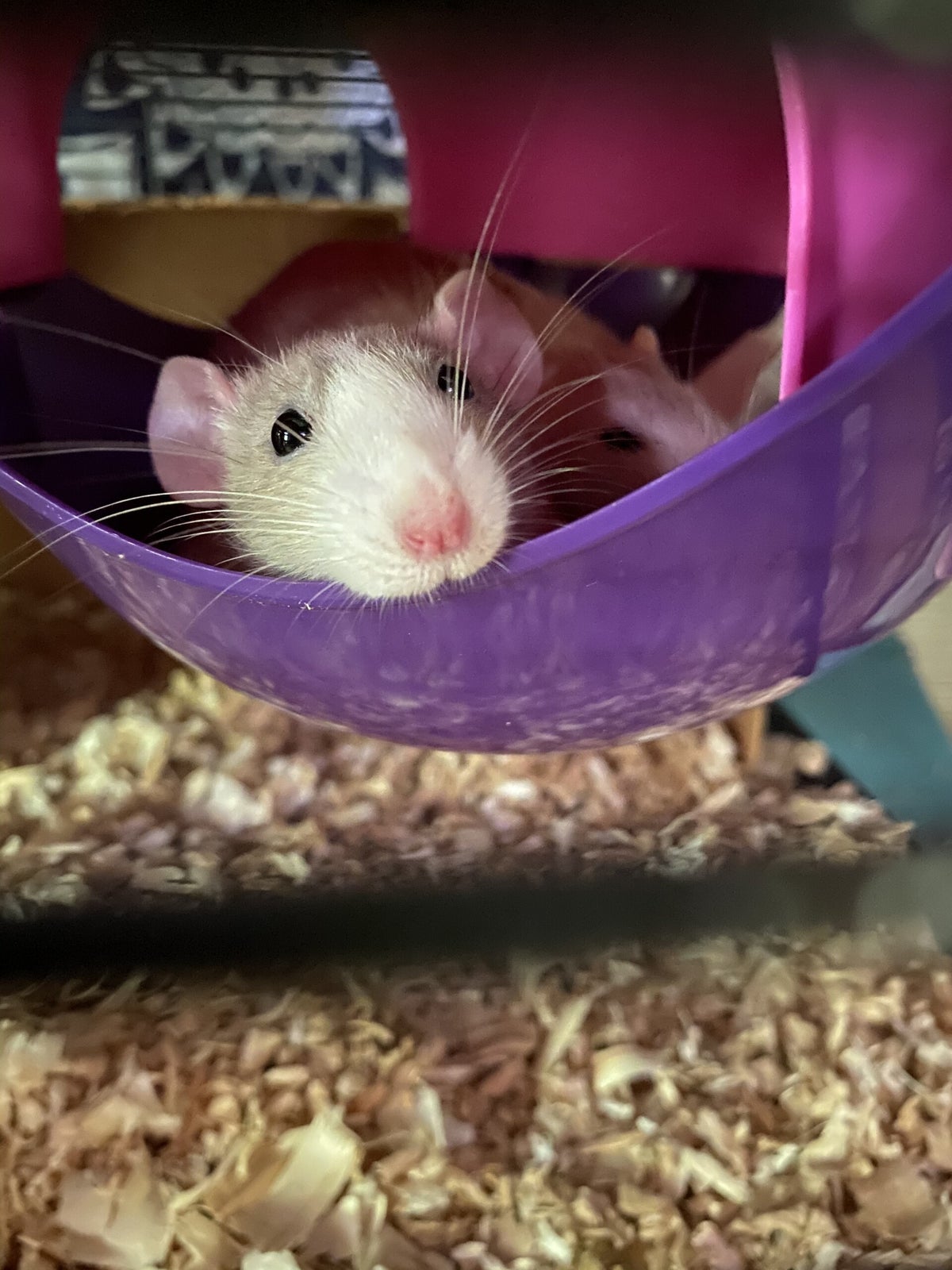 Price List and Policies | Little Whiskers Rattery and Co.