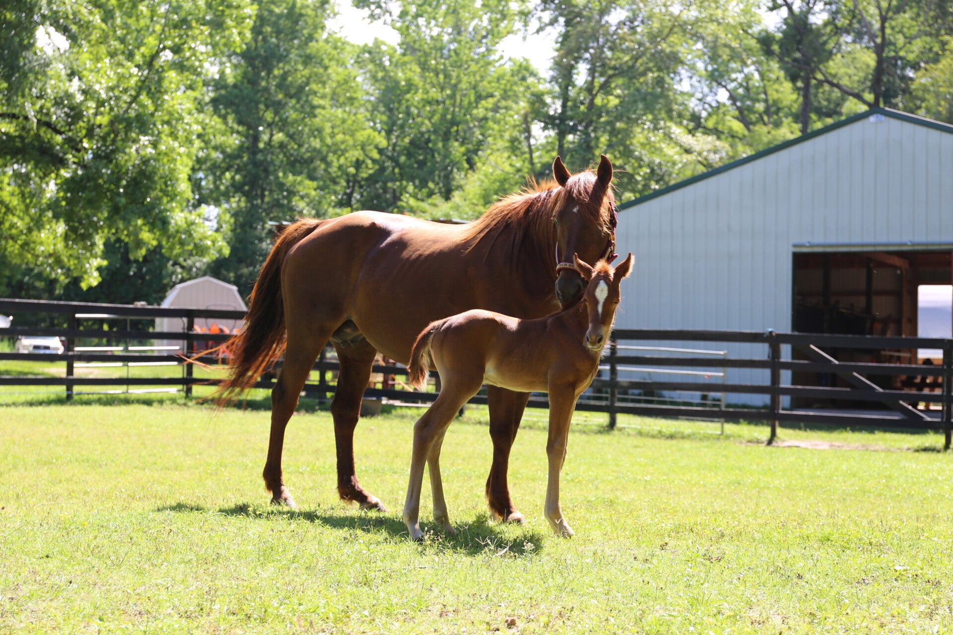 Farm Familia l Faylin Welsh