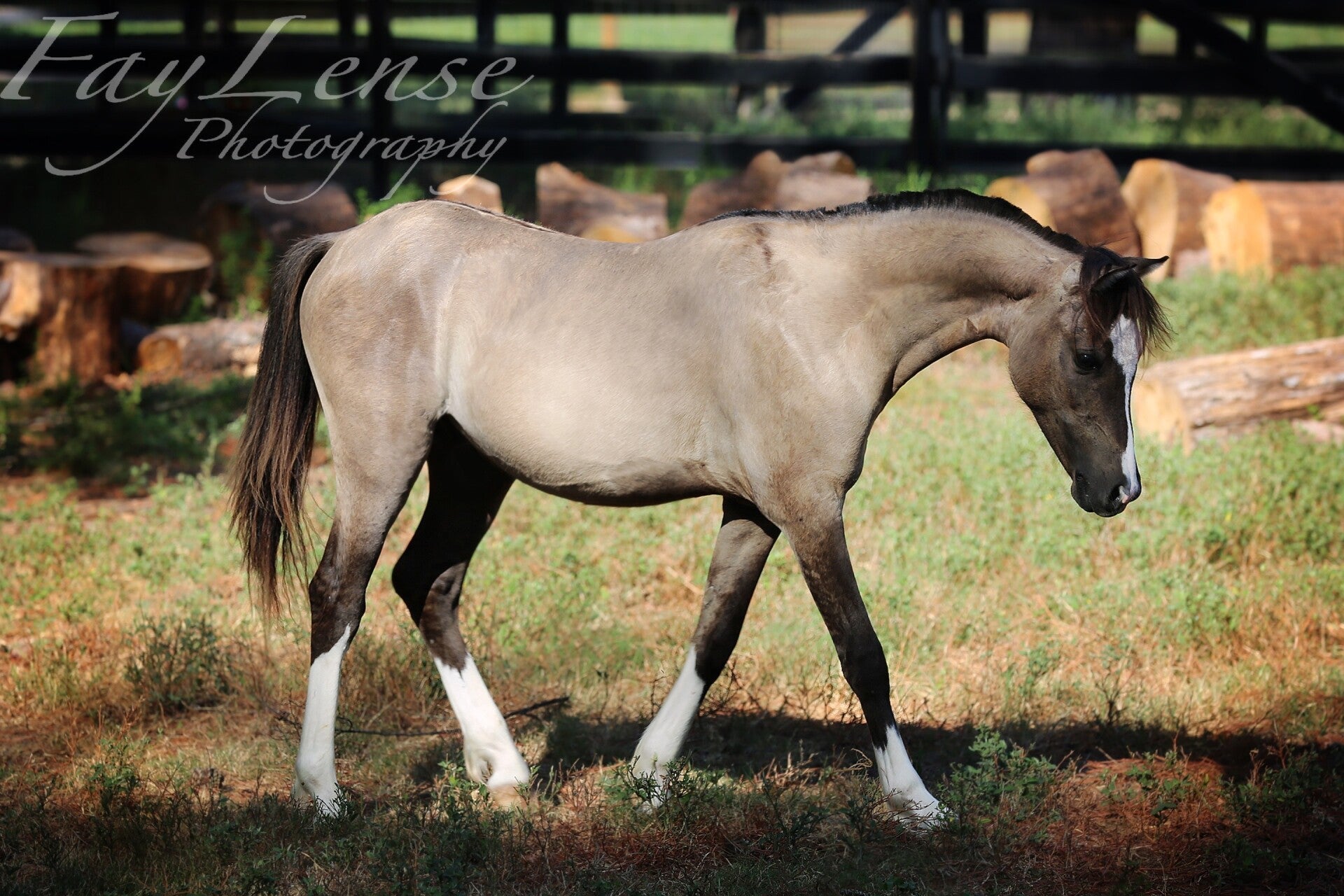 Stallions l Faylin Welsh