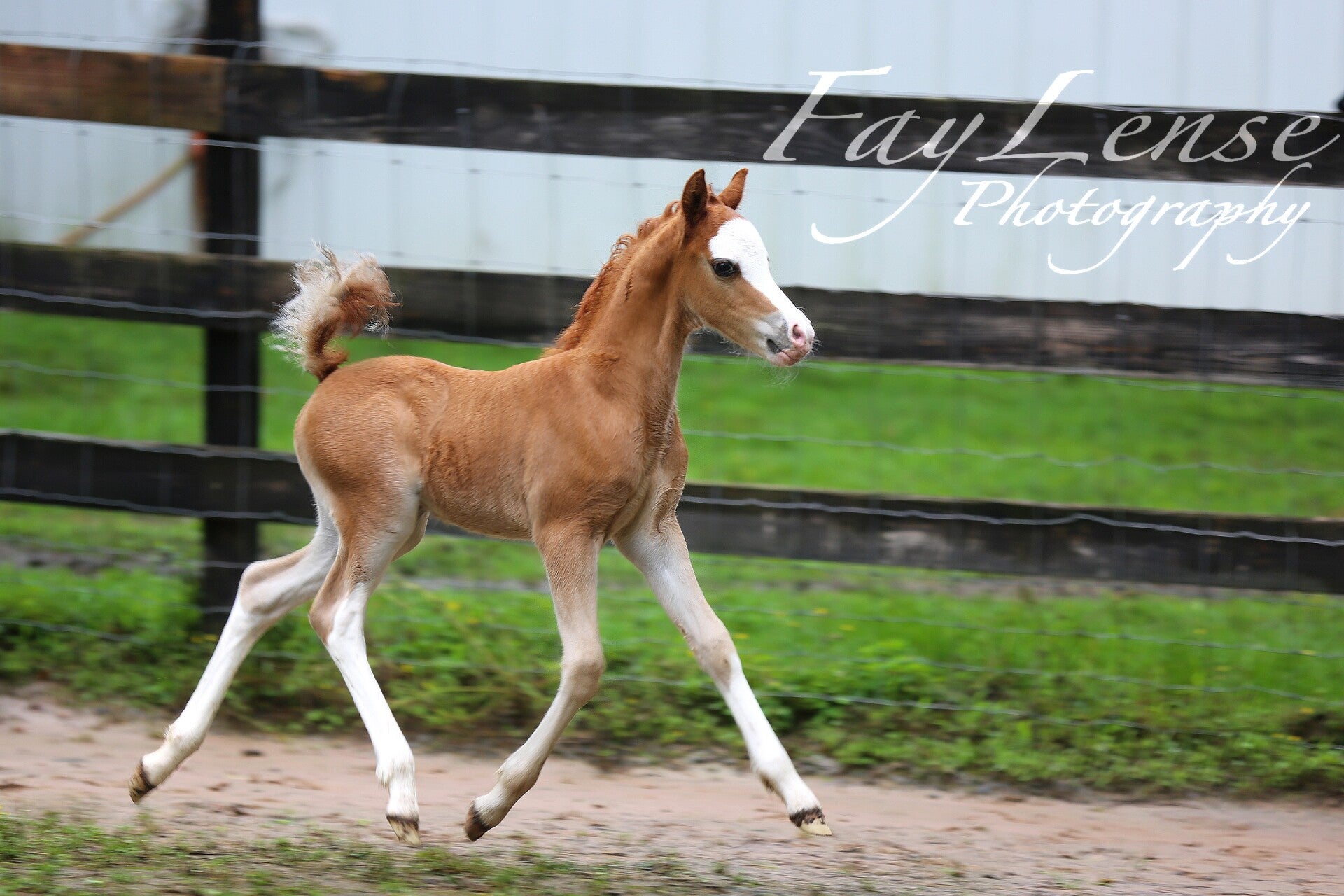 Available l Faylin Welsh