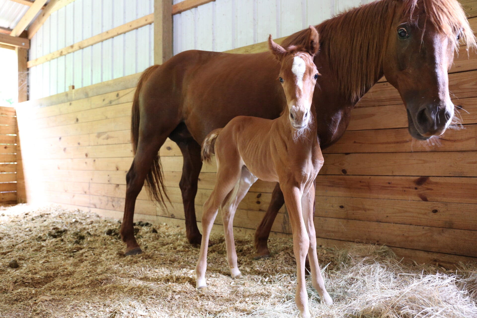 Farm Familia l Faylin Welsh